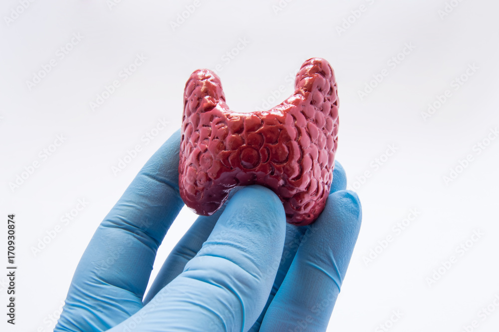 Doctor holds in hand, dressed in latex glove, anatomical model of human ...