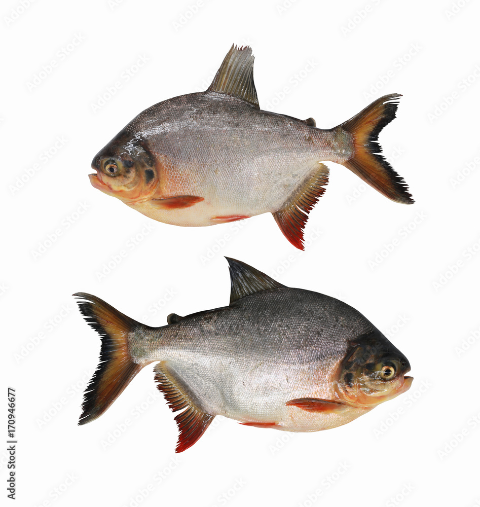 Characidae or Pacu fish isolated on white background. Stock Photo ...