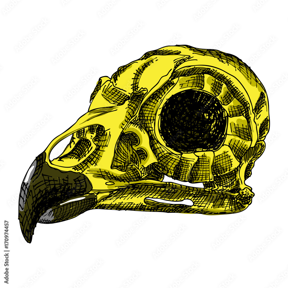 Bird's skull. Hand drawing illustration for Halloween. Stock Vector ...