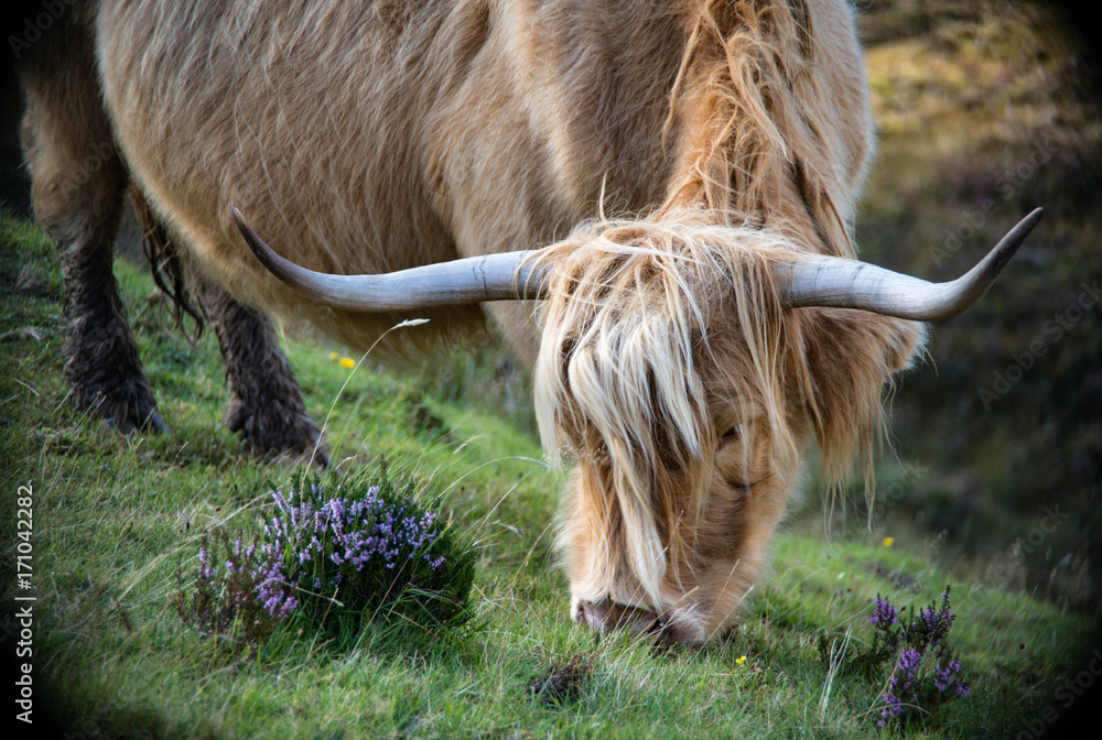 Scottish highland cow, Isle of Skye, Scotland Stock Photo | Adobe Stock