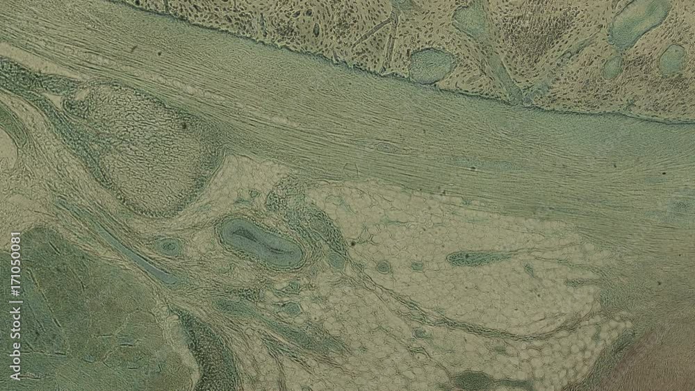 human body cells under a scientific microscope animation Stock Video ...