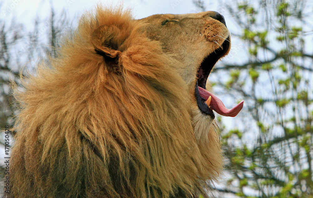 Side Profile of a golden coloured Lion with head up yawning, with ...