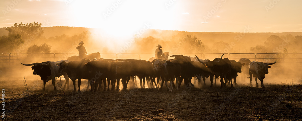 Mustering, Kimberley, Western Australia Stock Photo | Adobe Stock