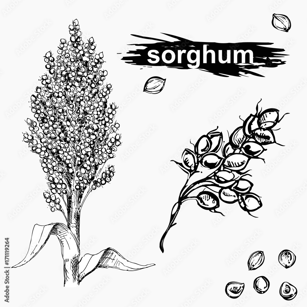 Hand drawn monochrome vector illustration set of sweet sorghum, grain ...