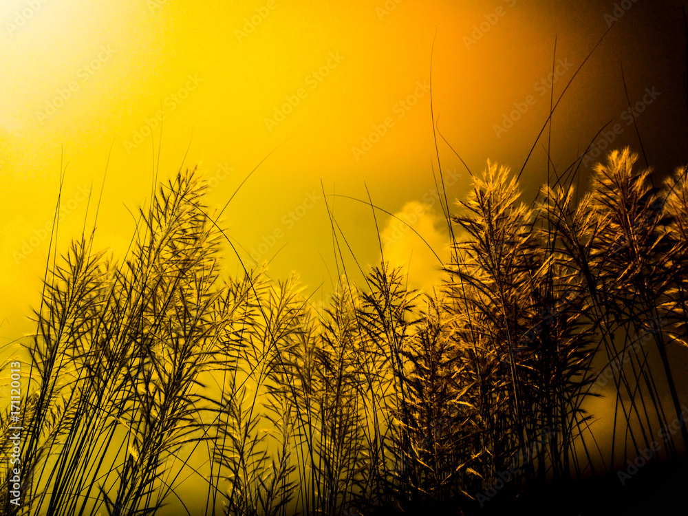 beauty of indian kash flower Stock Photo | Adobe Stock