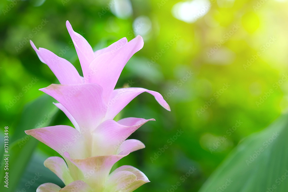 Different Types of Turmeric - Healthy Poshan