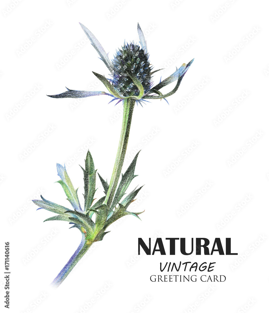 Feverweed plant drawn by hand with colored pencil. Tropical plant ...