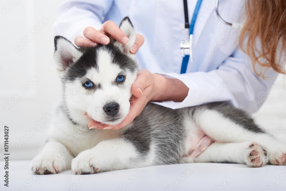 Are Huskies Ears Cropped