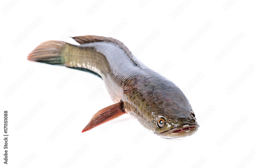 Snakehead fish isolated on white background Stock Photo | Adobe Stock