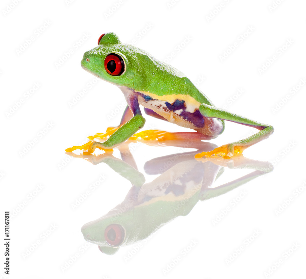 Red eyed frog isolated Stock Photo | Adobe Stock