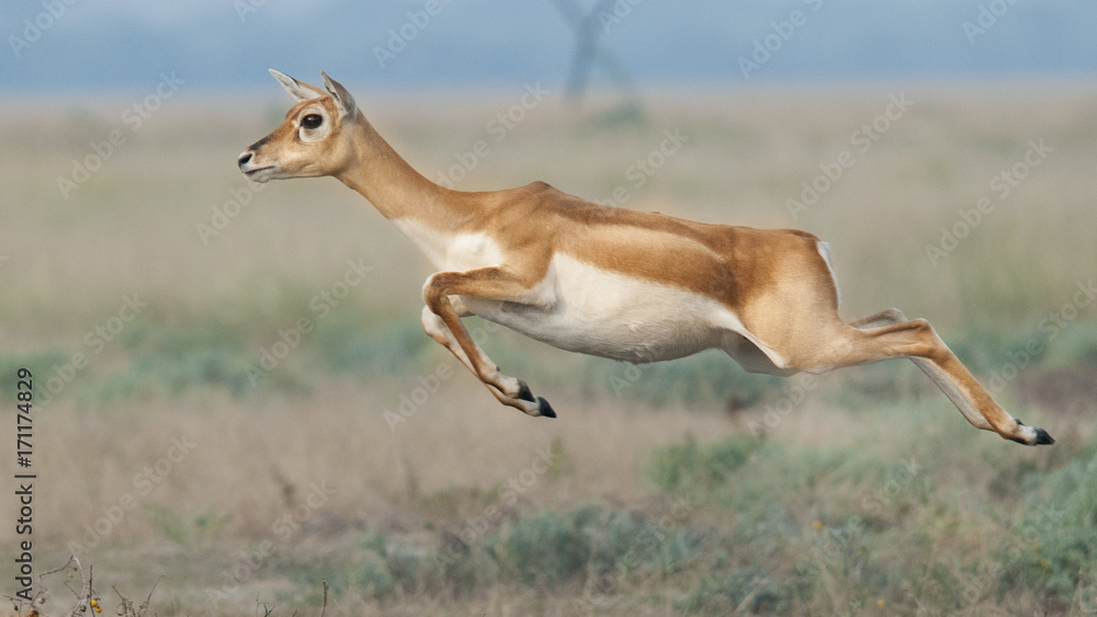 Leap Stock Photo | Adobe Stock