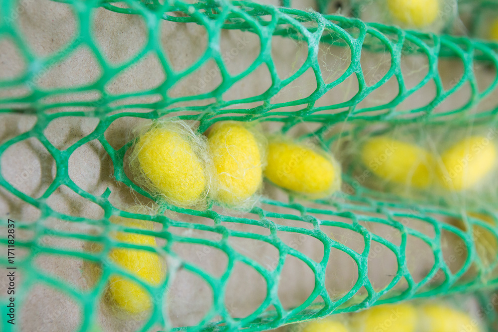 yellow cocoons of silkworm in the cocoon house Stock Photo | Adobe Stock