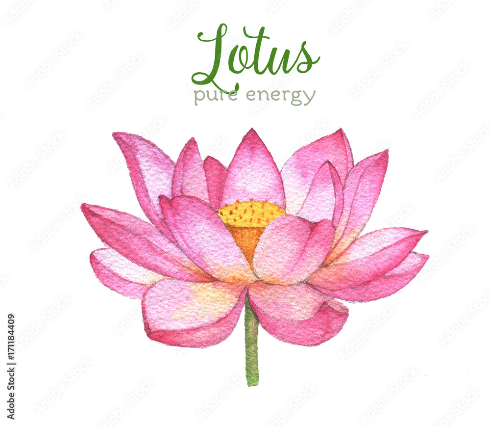 Hand-drawn watercolor illustration of the lotus. Botanical drawing ...