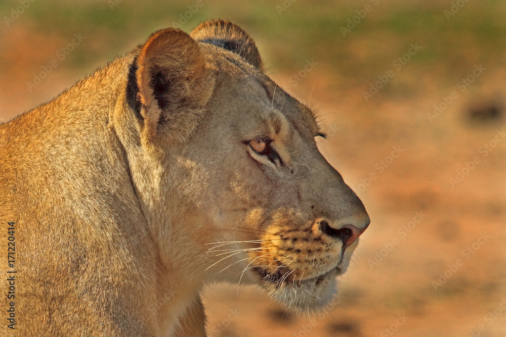 Side Profile of a beautiful Lioness face with a natural plain background, Hwange, Zimbabwe Stock ...