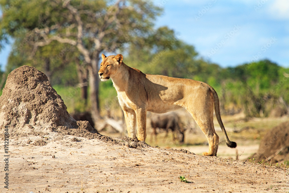Full frame Lioness standing next to a termite mound with a natural ...