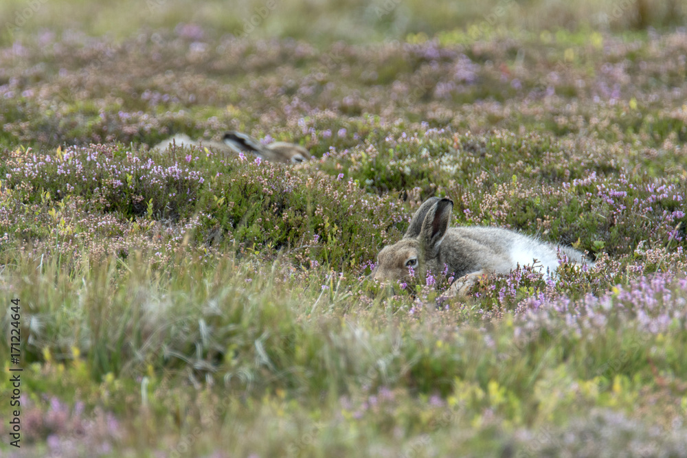 Mountain Hare (Lepus Timidus) outstretched and sleeping Stock Photo ...