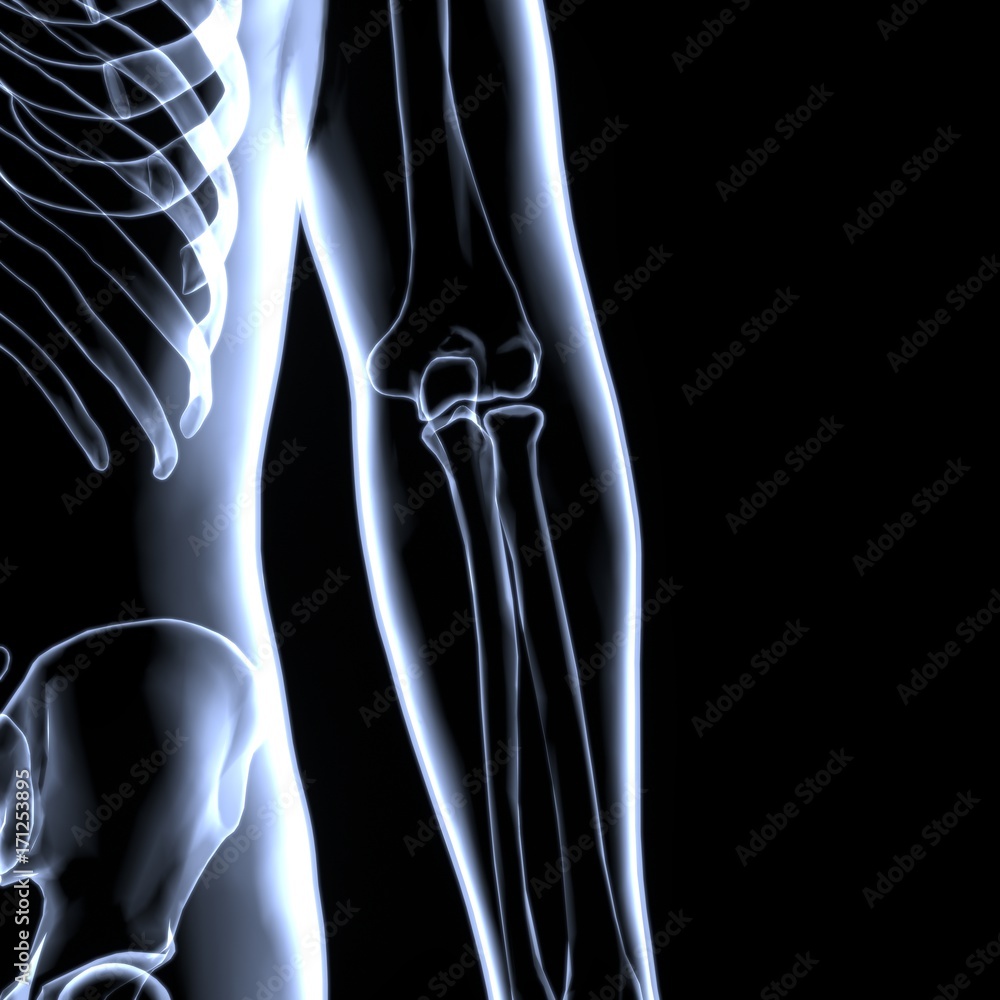 3D Illustration of Human Skeleton Humerus, Radius, Ulna and Hand bones ...