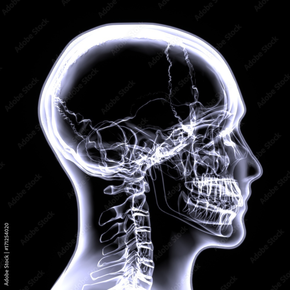3d illustration of human body skull anatomy Stock Illustration | Adobe ...