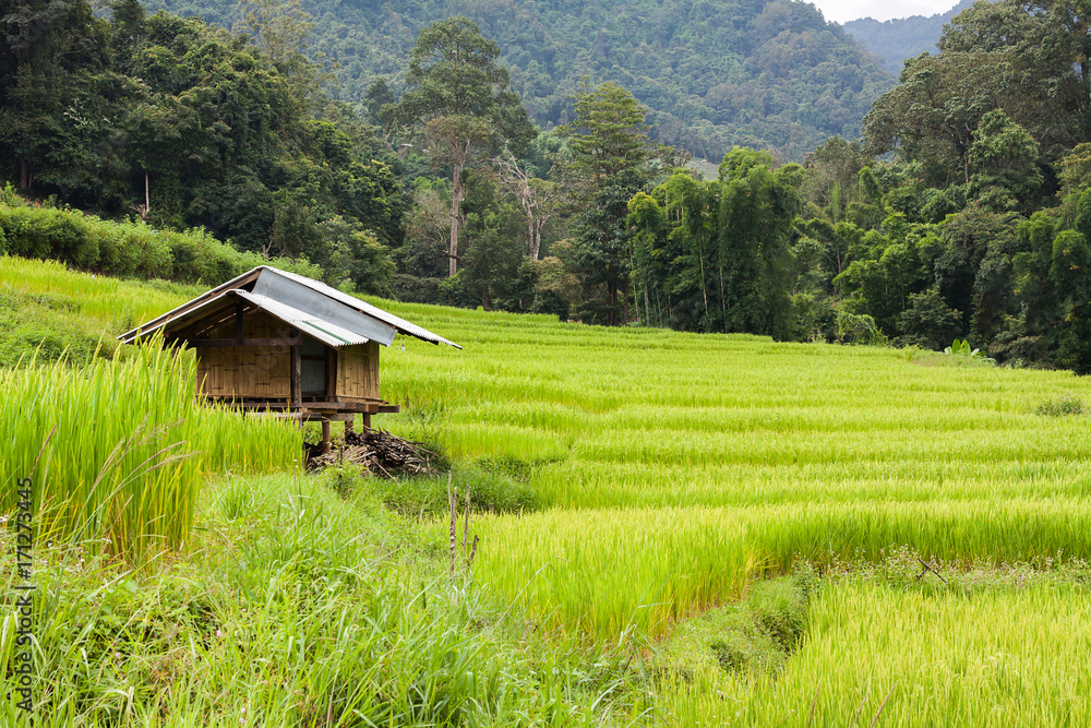 Green terraced rice field with small hut at countryside in Chiang Mai ...