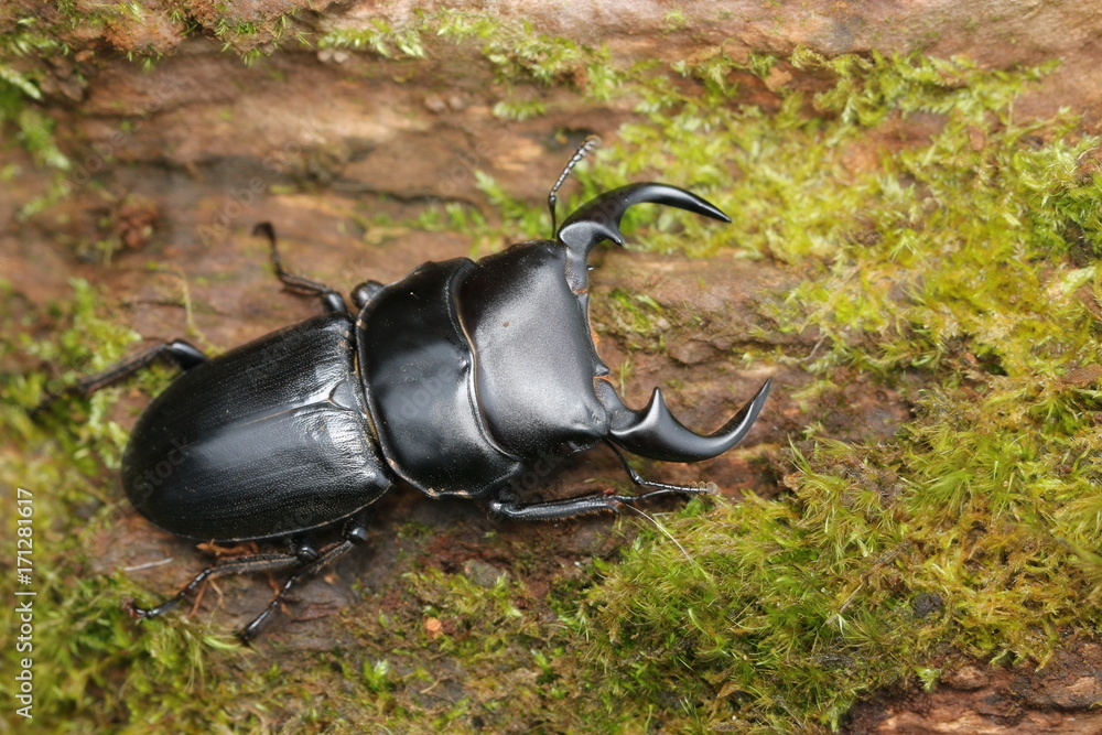 Dorcus antaeus Stag Beetle Stock Photo | Adobe Stock
