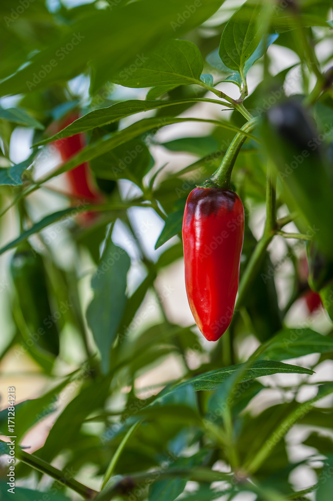 fruits of a chilli plant Stock Photo | Adobe Stock