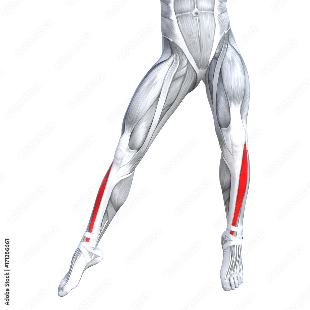 Concept conceptual 3D illustration fit strong front lower leg human ...