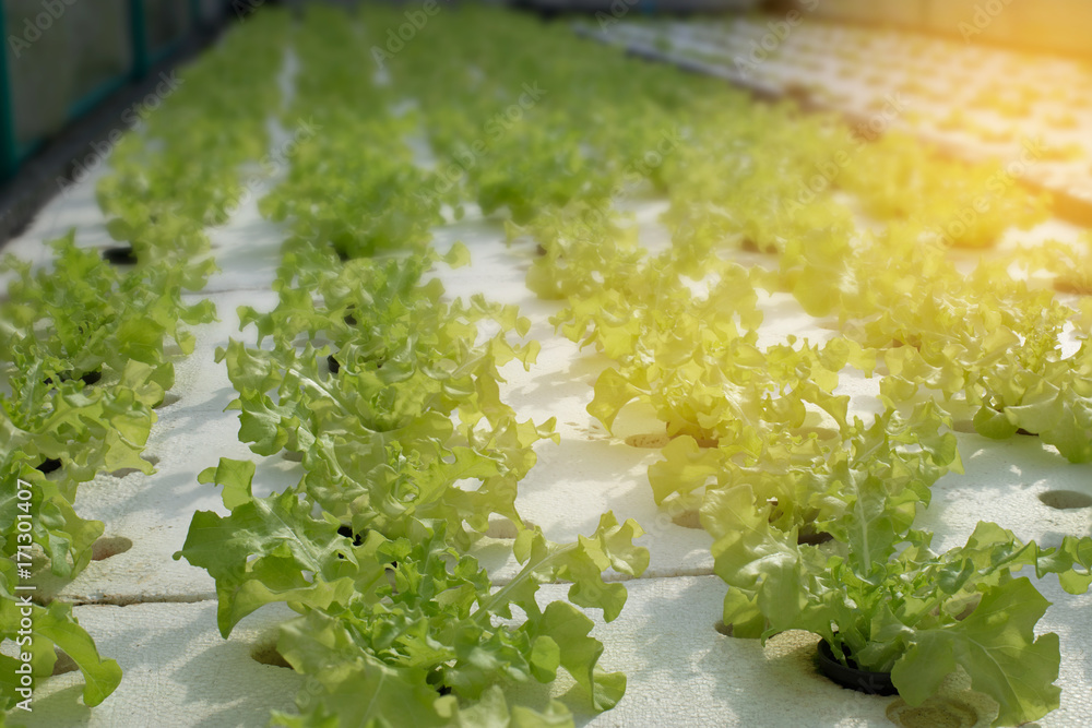 Vegetable farm using hydrophonic method,.selective focused and shallow ...