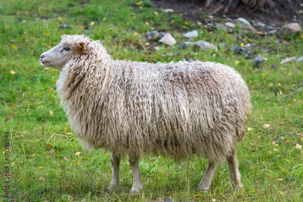 Sheep Side View
