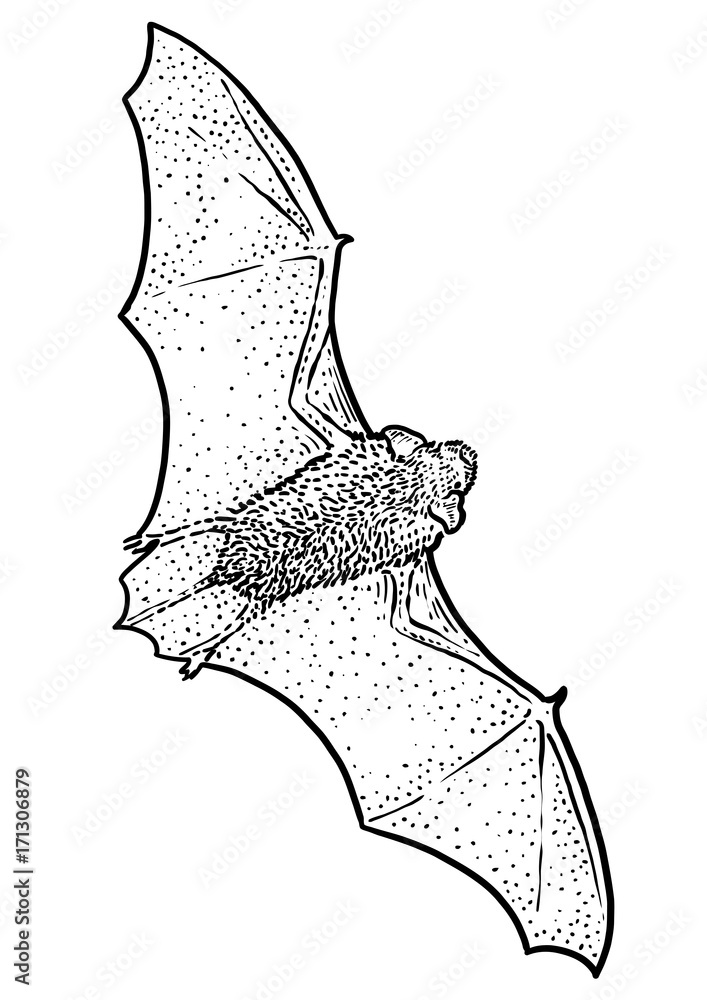 Bat illustration, drawing, engraving, ink, line art, vector Stock ...