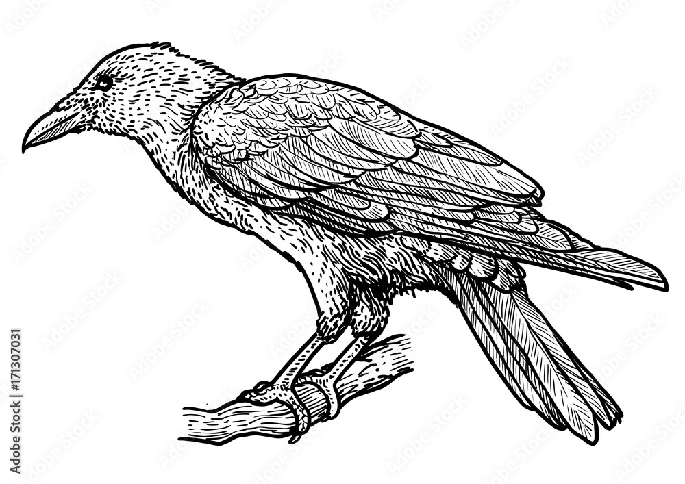 Raven illustration, drawing, engraving, ink, line art, vector Stock ...