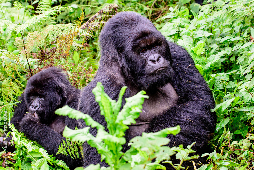 silverback sitting in the forest with one of his females Stock Photo ...