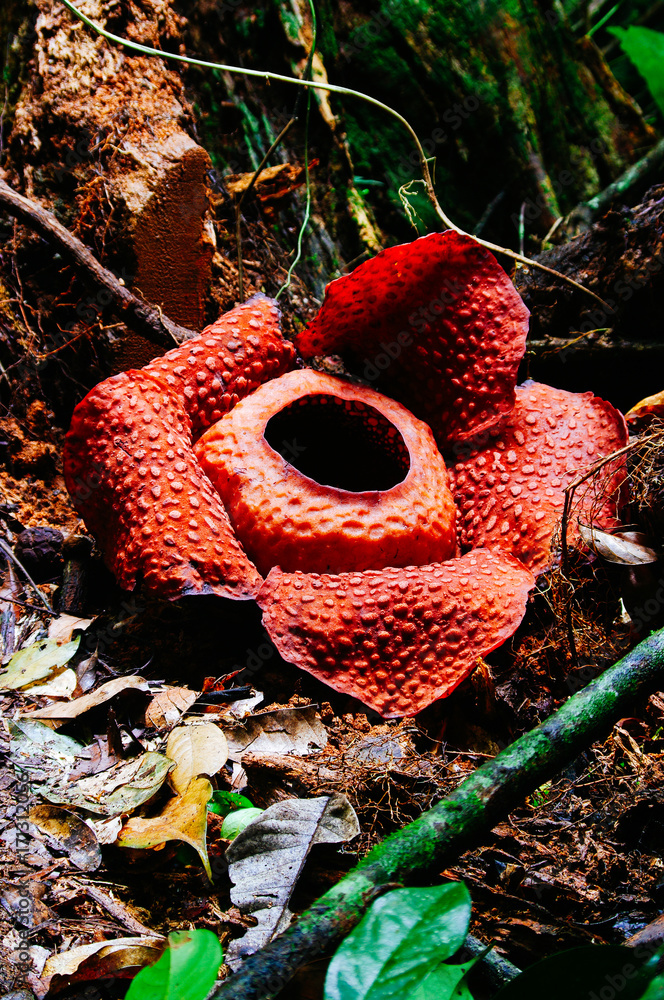 Rafflesia the biggest flower in the world. This species located in ...