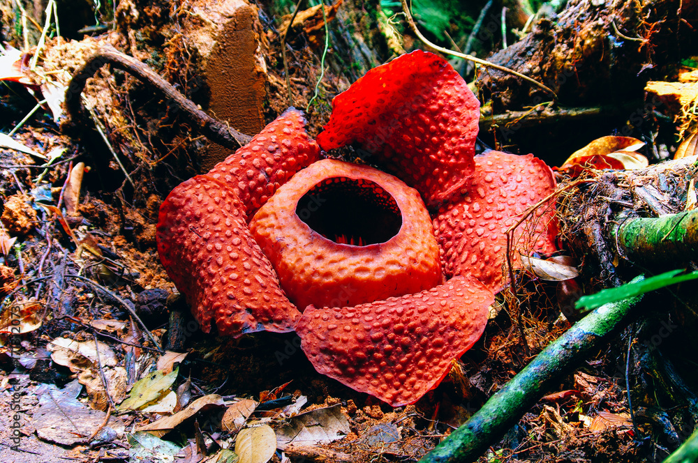 Rafflesia the biggest flower in the world. This species located in ...