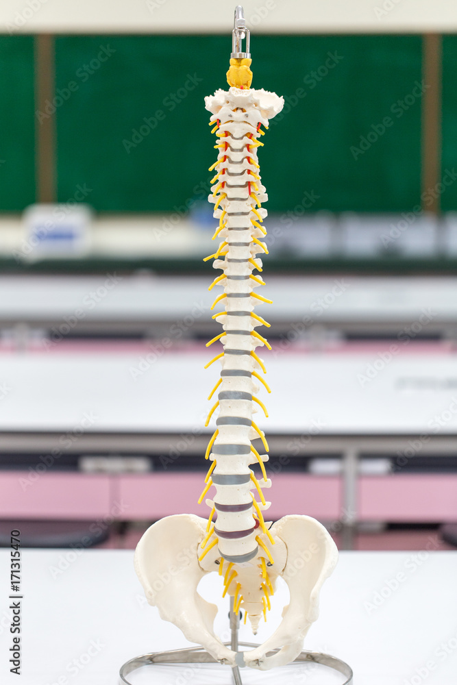 Poster The vertebral column, also known as the backbone or spine, is ...