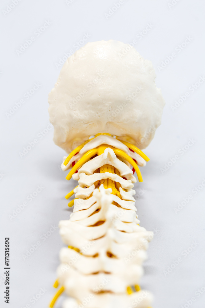 The vertebral column, also known as the backbone or spine, is part of ...
