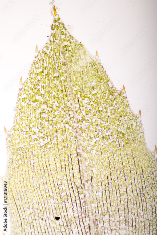 Foto de Cell structure Hydrilla, view of the leaf surface showing plant ...