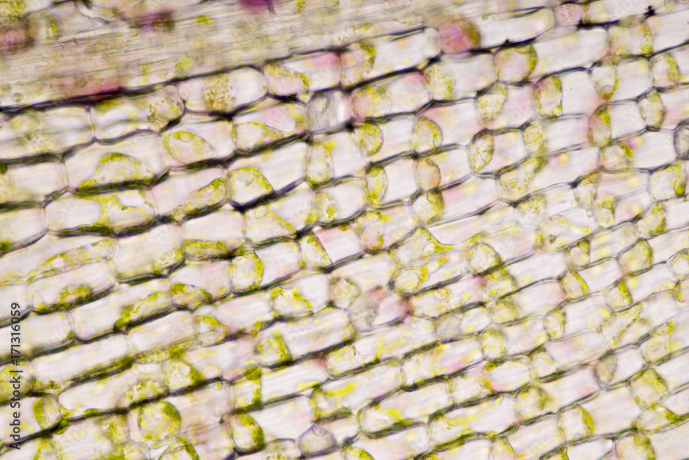 Cell structure Hydrilla, view of the leaf surface showing plant cells ...