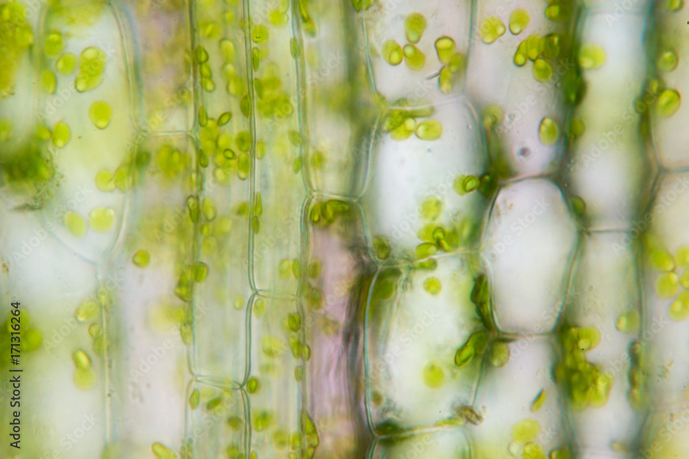 Cell structure Hydrilla, view of the leaf surface showing plant cells ...