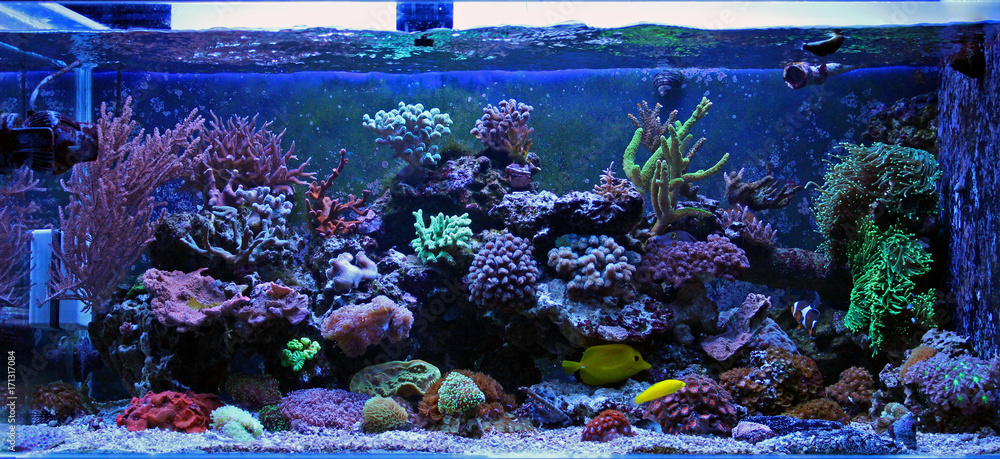 Coral reef aquarium tank Stock Photo | Adobe Stock