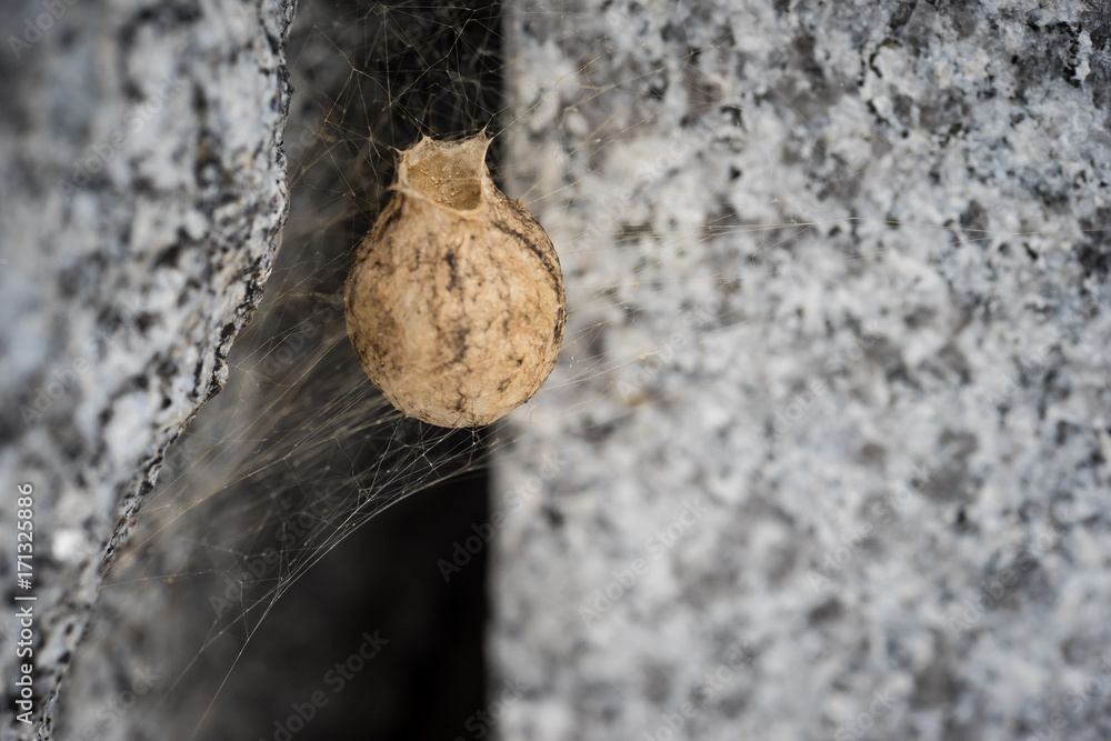 Kokon einer Wespenspinne - Nahaufnahme Stock Photo | Adobe Stock
