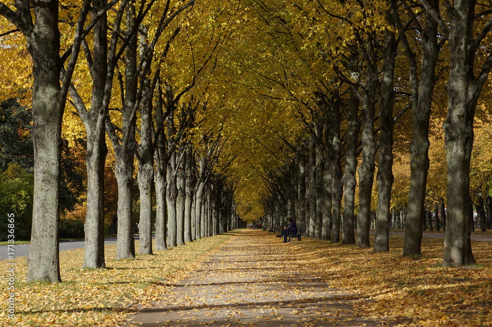 Pathway Along Trees In Forest Stock Photo | Adobe Stock