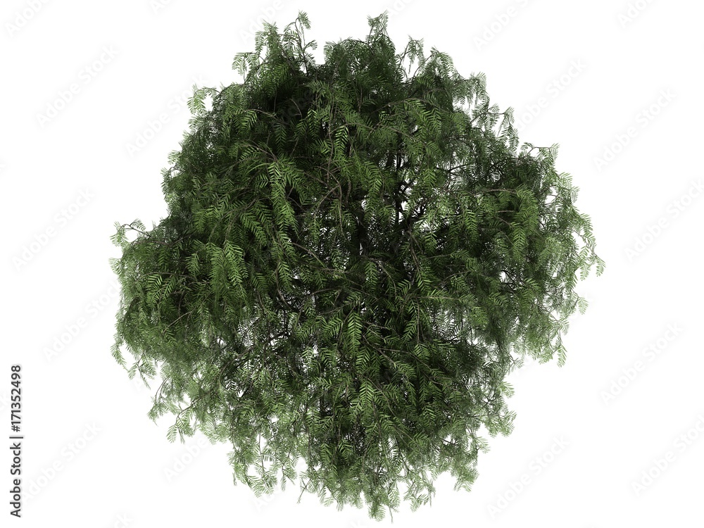 3d rendering of a realistic green tree top view isolated on white Stock ...