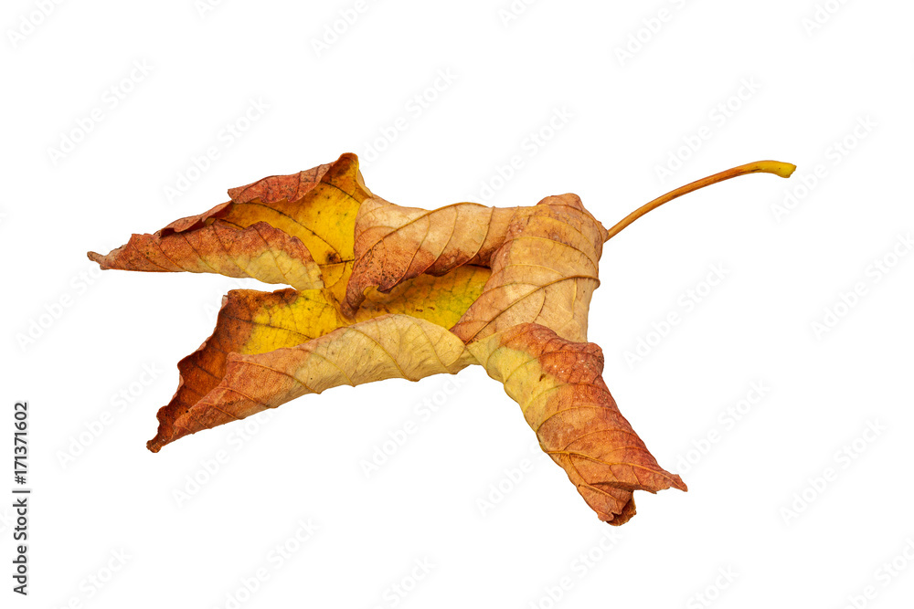 Dry Maple Leaf
