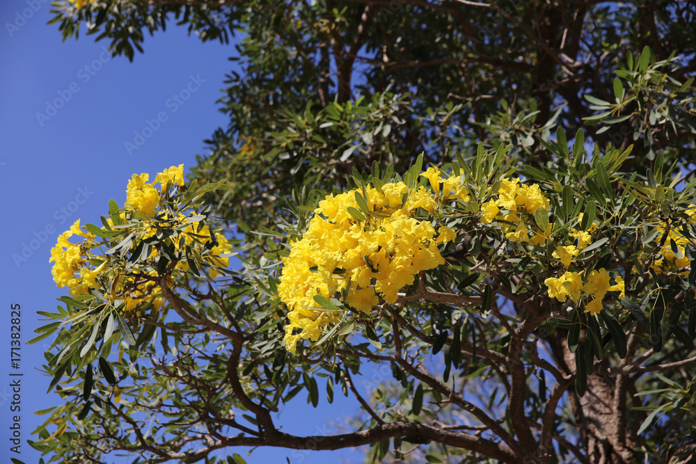 Tabebuia argentea Britt Tree of gold, Paraguayan silver trumpet tree ...