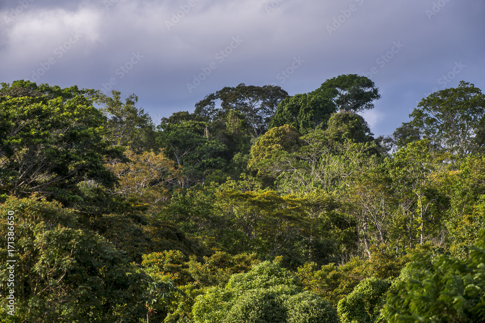 Floresta (paisagem) | Forest Landscape photographed in Linhares ...