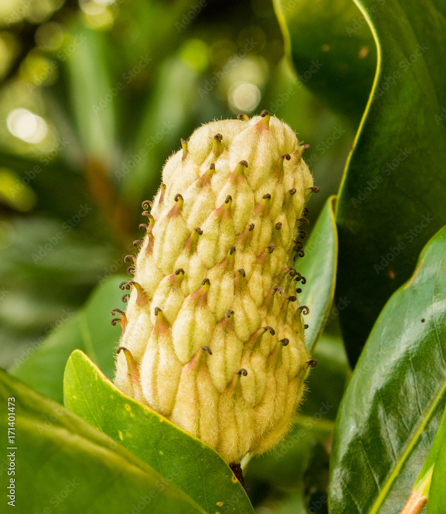 Rohdea japonica. Also, known as "sacred lily." Stock Photo | Adobe Stock