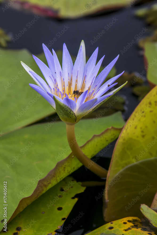 Ninféia-azul (Nymphaea caerulea) | Blue lotus photographed in Linhares ...