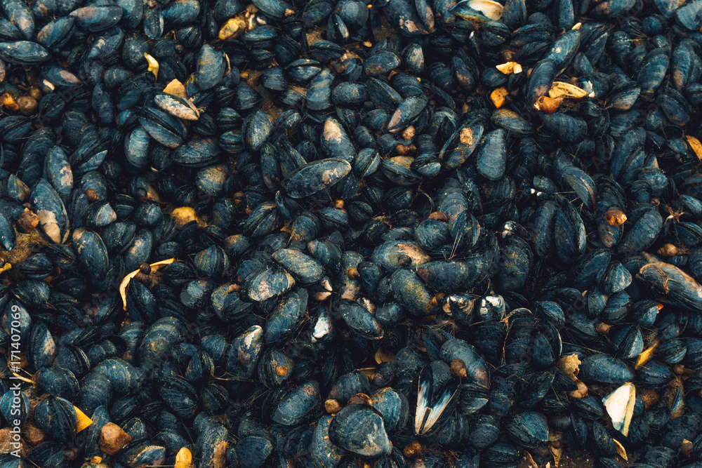 Blue mussel (Mytilus trossulus) shells picked at the beach, Sweden ...