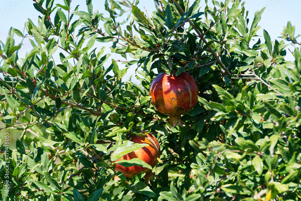 Arbre Grenadier Stock Photo | Adobe Stock