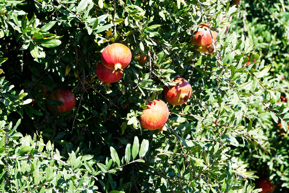 Arbre Grenadier Stock Photo | Adobe Stock
